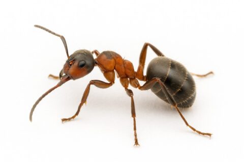 Myrearter i Danmark – Guide og bekæmpelse af myrer